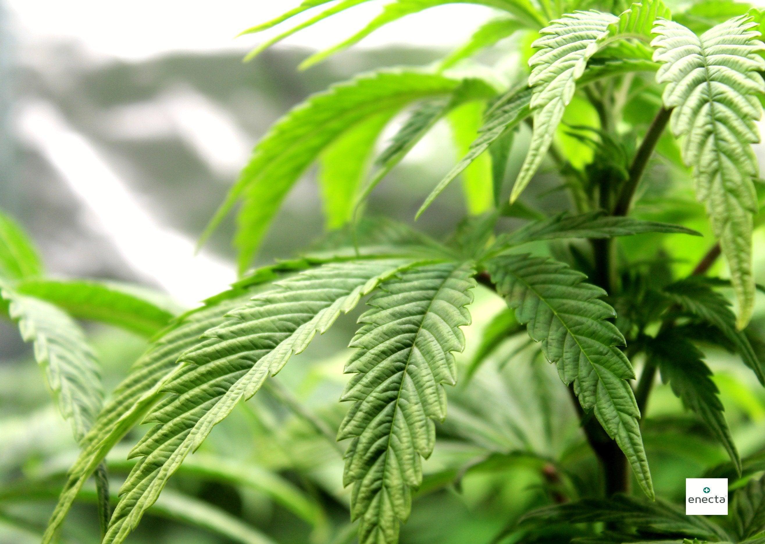 Cbd And The Therapeutic Indications Of Cannabidiol Enecta