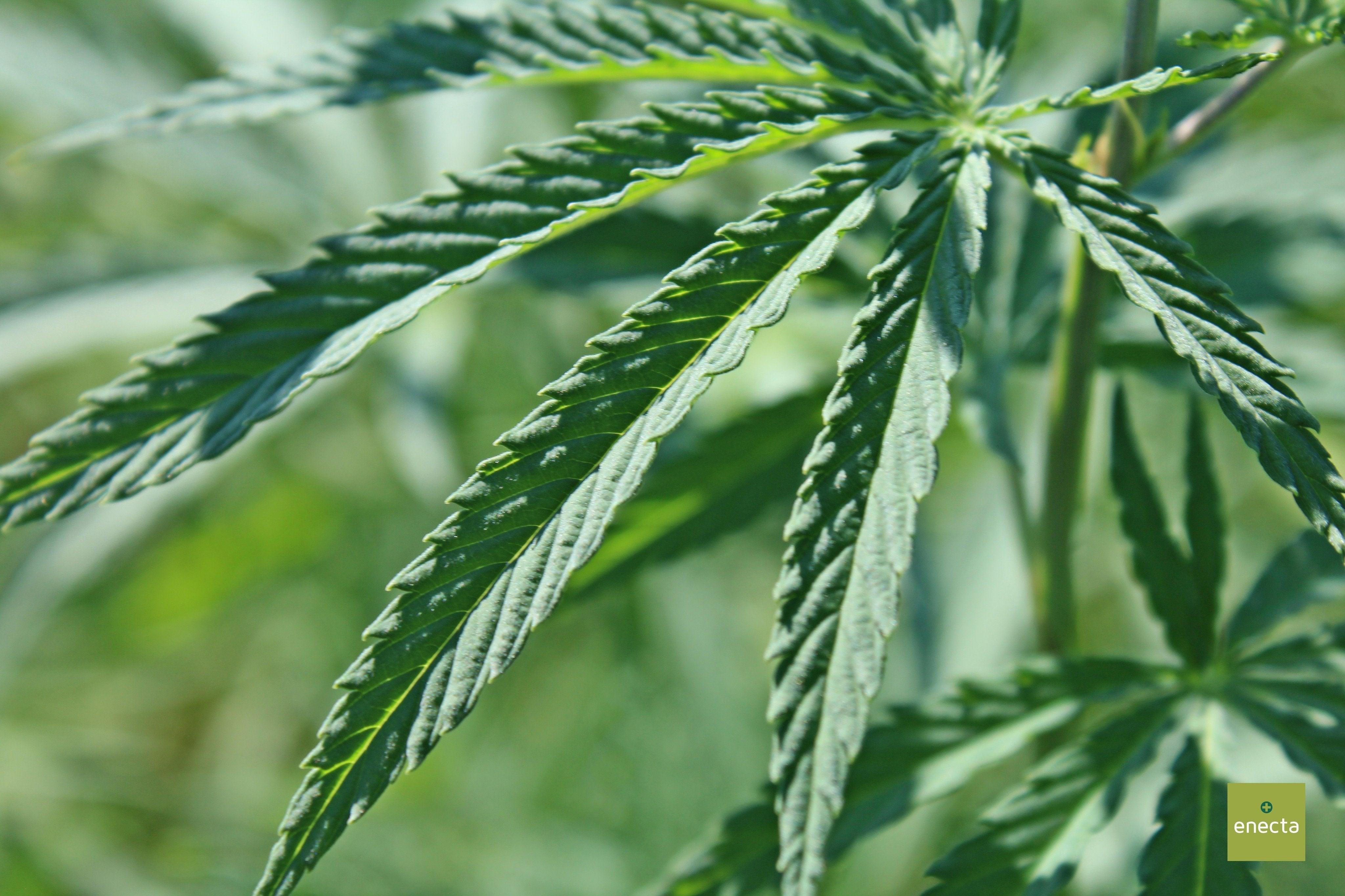 CBD for anxiety treatment: “Preclinical evidence demonstrates efficacy ...