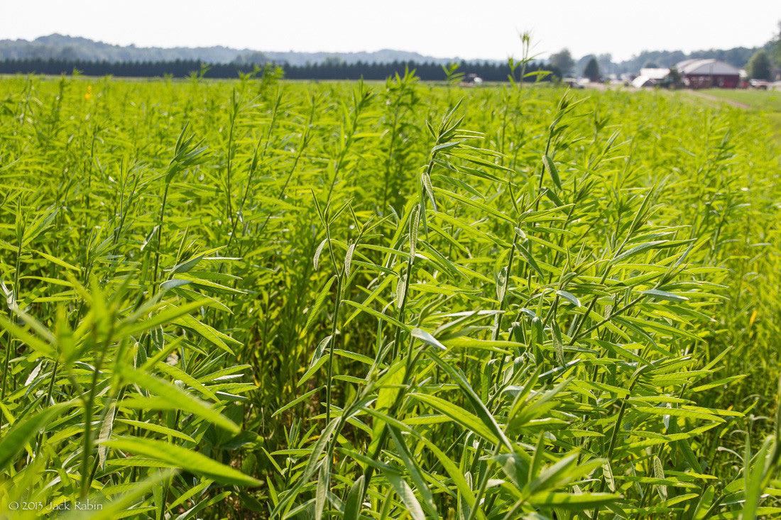 Hemp Strains Are More Than a Name – Enecta